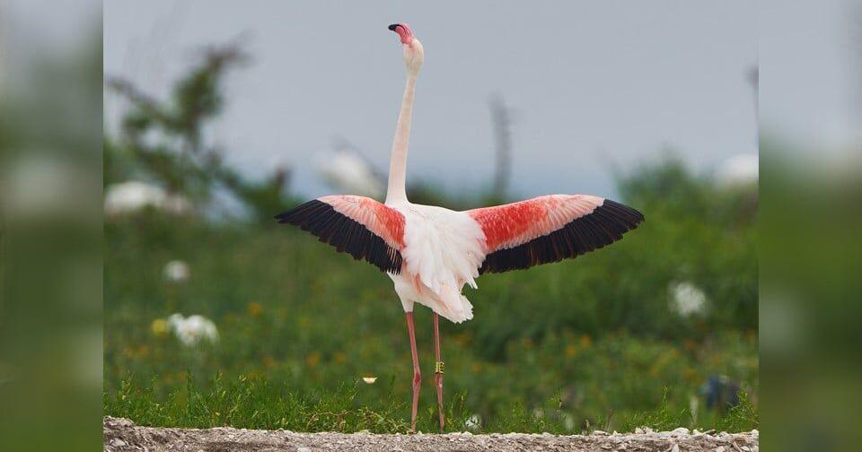 Flamingo that escaped Sedgwick County Zoo in 2005 spotted again in ...