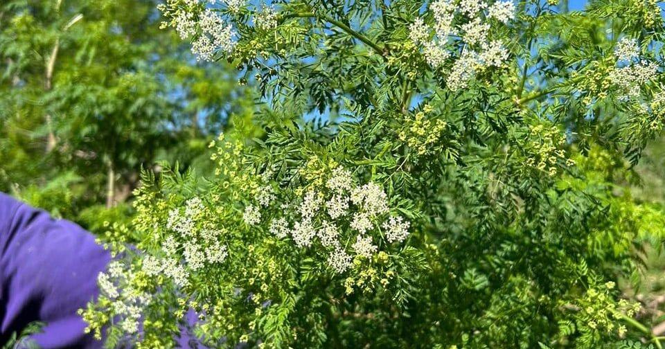 Kansas officials warn residents of poison hemlock | | kake.com