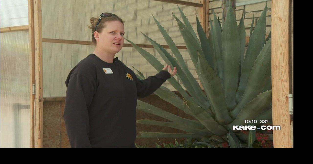 No roaring or hissing, just looking pretty: meet Margarita! | Stories ...