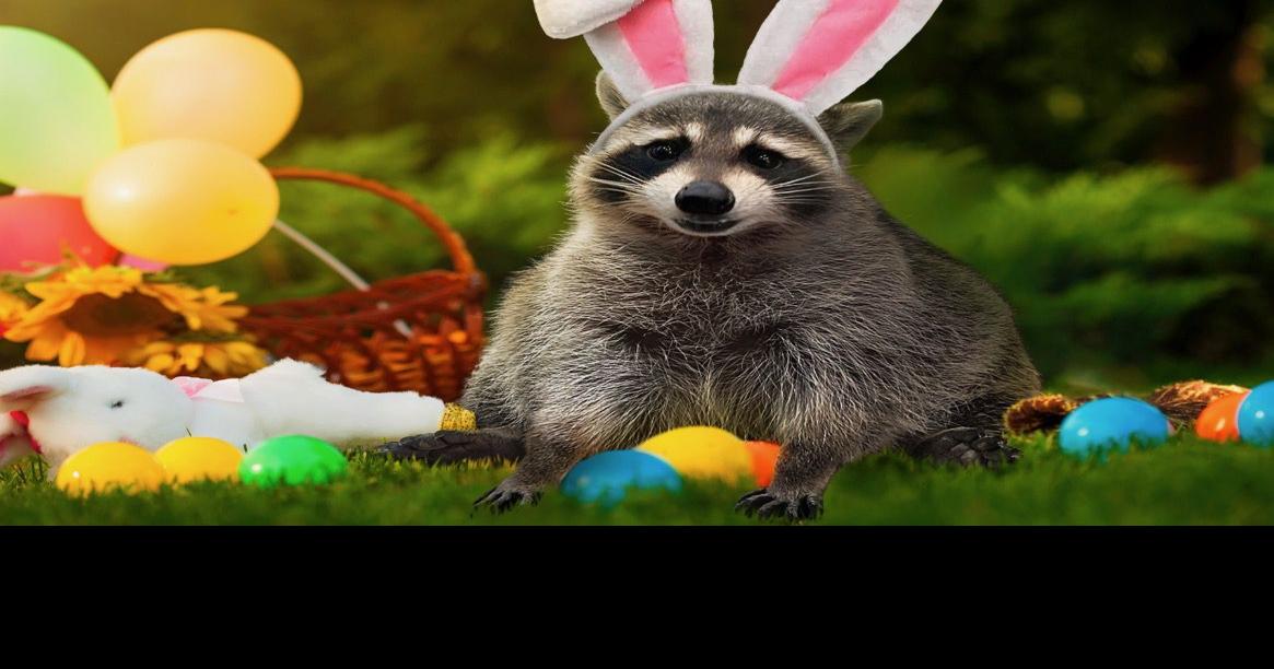 Louie the raccoon named 2024 Cadbury Bunny | Offbeat | kake.com