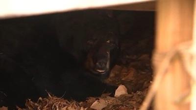 black bear hibernating under deck