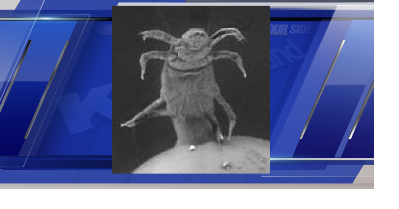 Mild winter draws oak mites out of hibernation earlier | Stories | kake.com