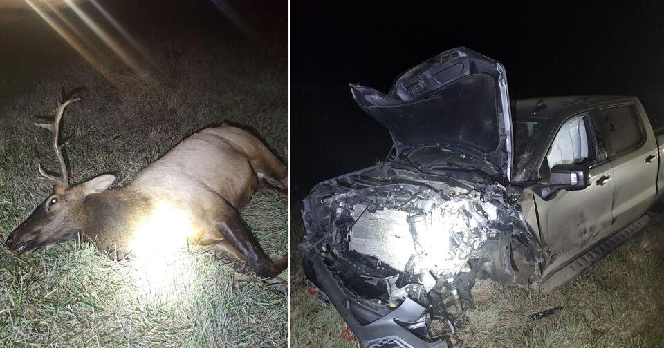 Pickup truck hits, kills wild elk on I-70 in Kansas | Trusted News ...