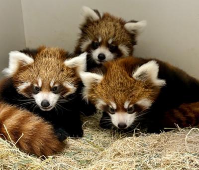 Triplet red pandas born at the Lincoln Children's Zoo | Offbeat | kake.com