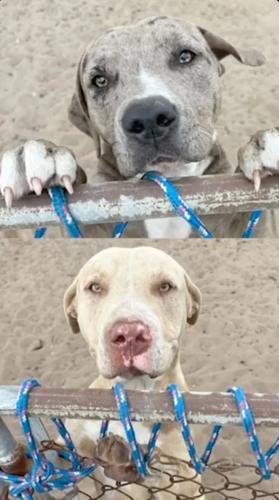 Records show dozens of complaints made about dogs before woman mauled ...