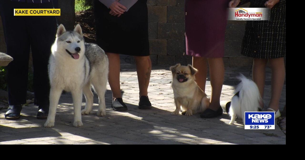 Sunflower Cluster of Dog Shows | Video | kake.com