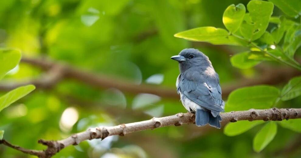 Sedgwick County Zoo increases biosecurity after bird shows possible ...