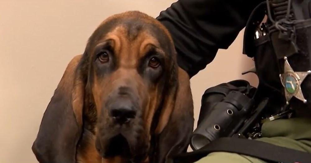 Deputy and K9 duo save missing teen with autism thanks to human scent ...