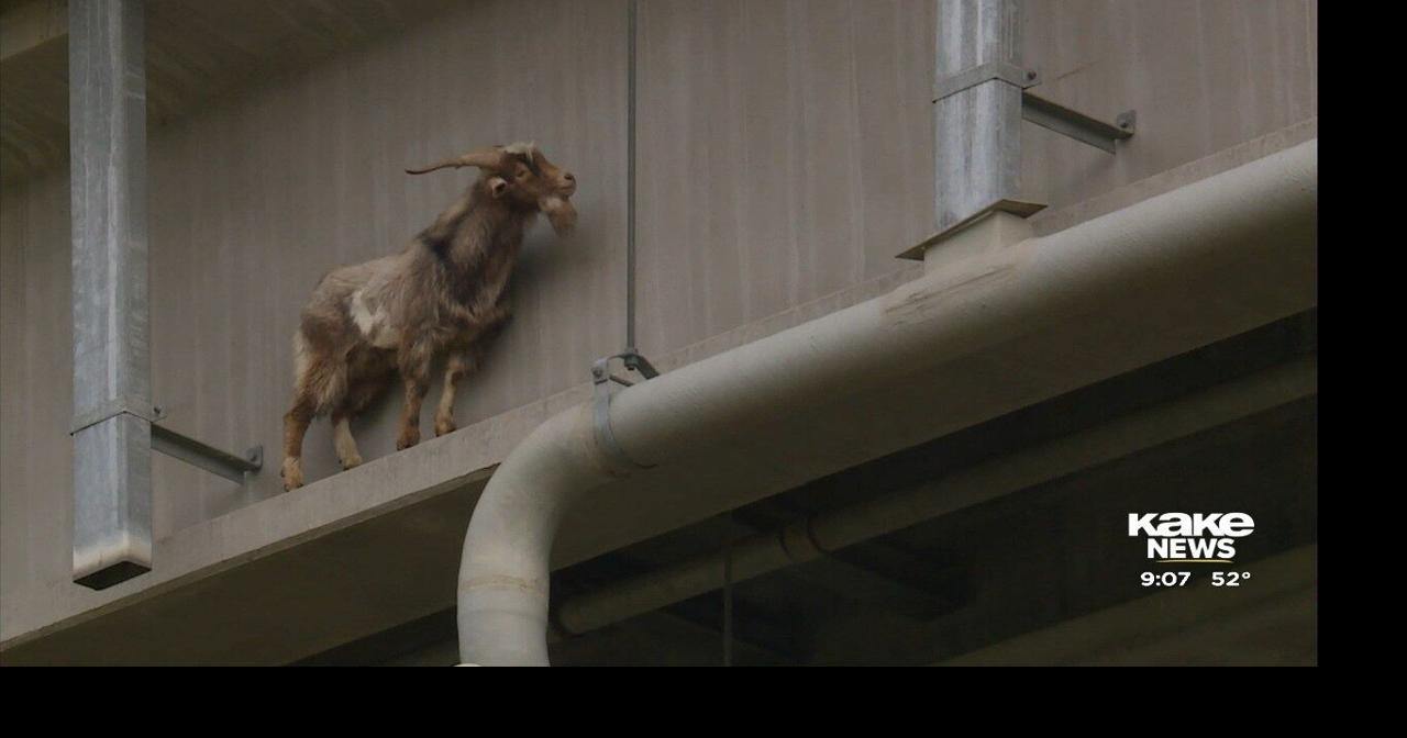 Mountain goat stuck under Kansas City bridge survives rocky rescue ...