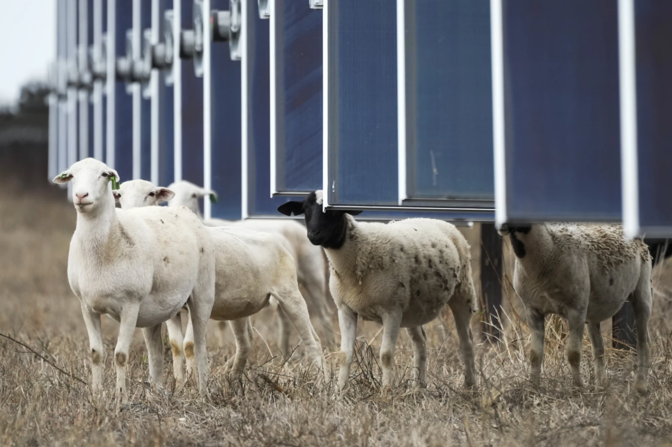 Solar farms are booming in the US and putting thousands of hungry sheep ...