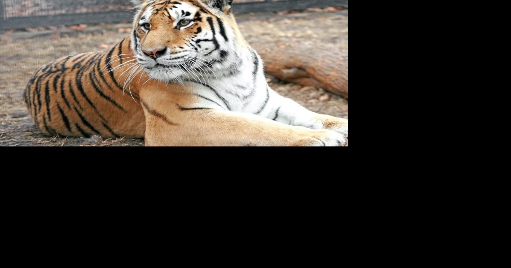 Kansas zoo's tiger euthanized due to declining health | Community ...