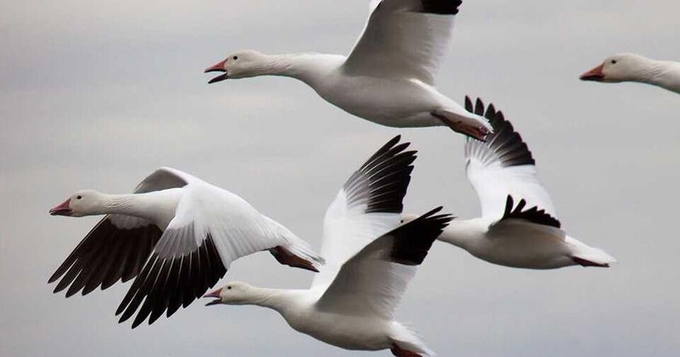 Geese carrying avian flu have arrived in Kansas, officials say ...