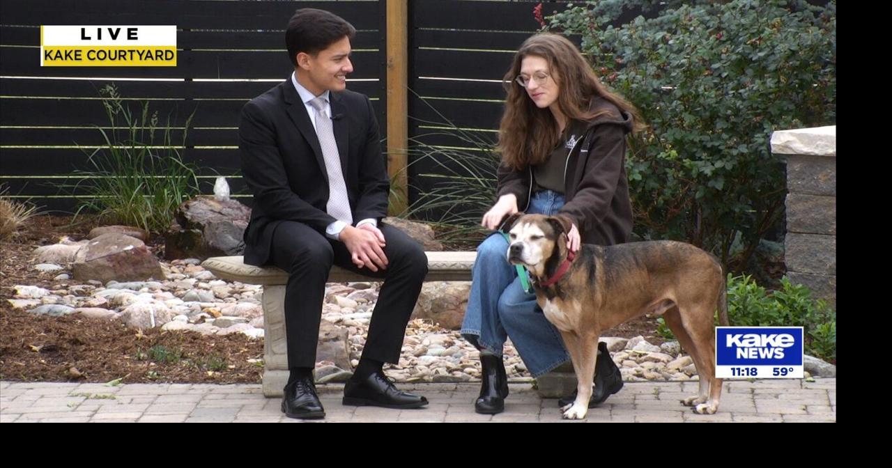 Pet Pals with Hitch | Video | kake.com