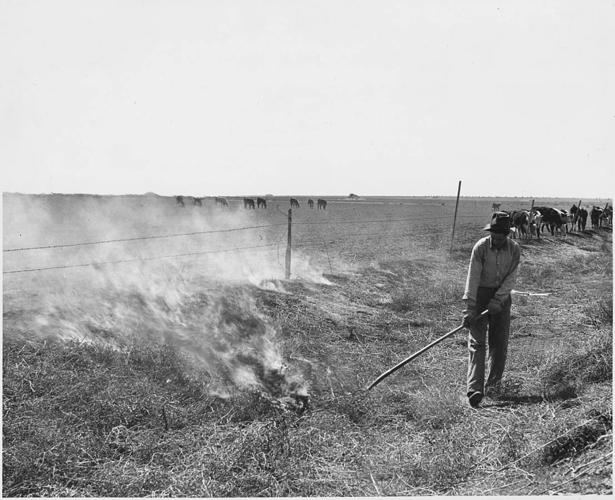 In Kansas, tumbleweeds are an icon of the Plains. They’re also an ...