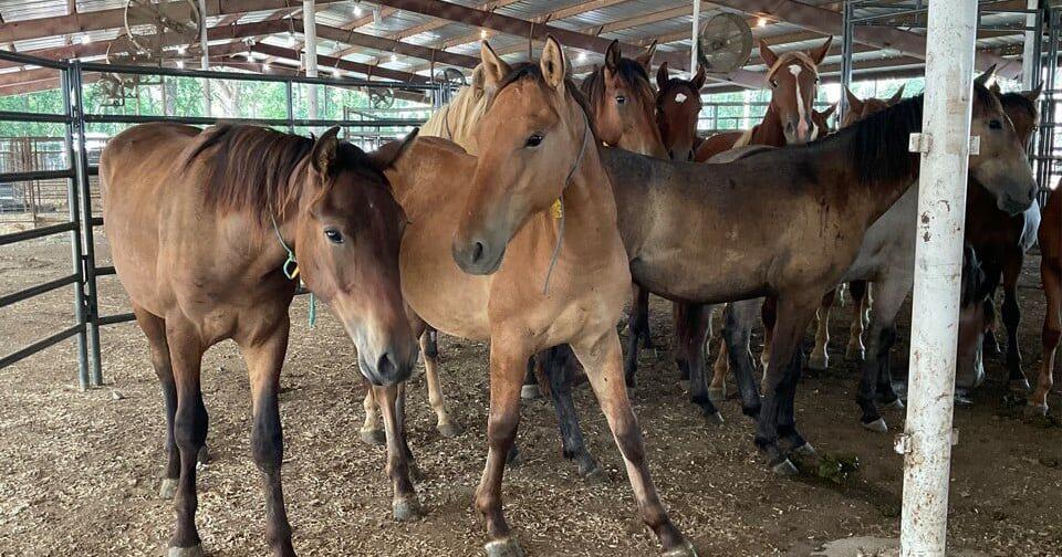 Dozens of wild horses, burros up for adoption in Kansas | Stories ...