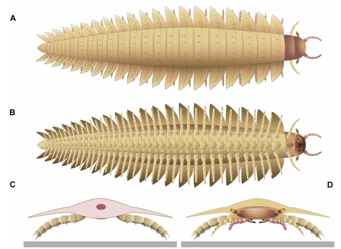 World’s largest arthropod lived 300 million years ago. Now, fossils ...