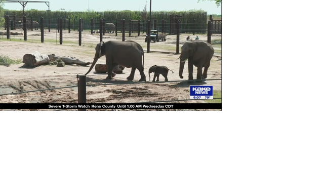 baby elephants sedgwick county zoo