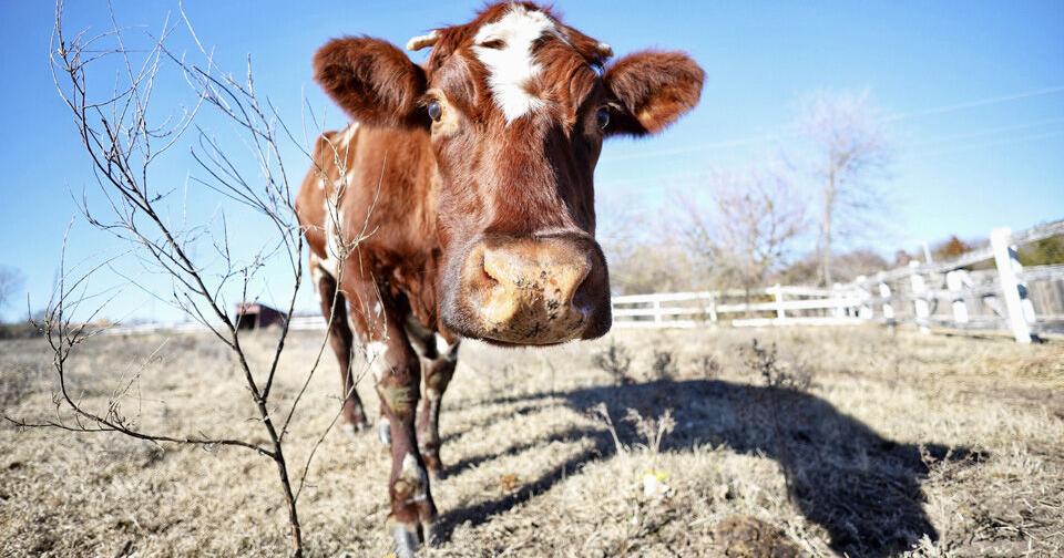 Beloved cow at Wichita's Old Cowtown Museum has died | Trusted News ...
