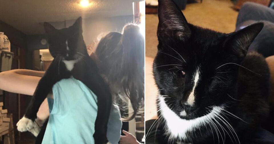 Newton animal shelter trying to find home for blind ‘No-Face’ cat ...