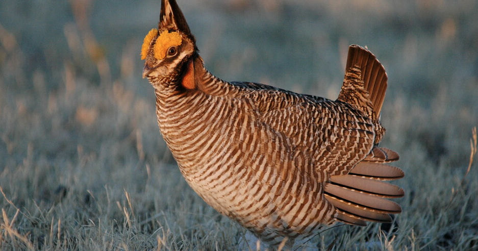 Trump administration ends protections for rare dancing prairie bird ...