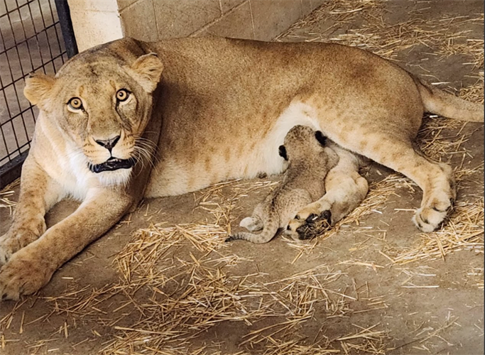 Tanganyika Wildlife Park welcomes three new lion cubs to its family for ...
