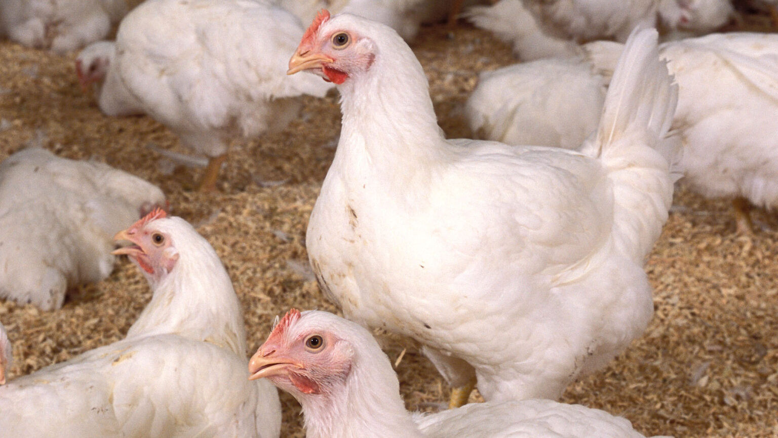 Kansas bird flu outbreak is worst in nation | Trusted News Source for ...