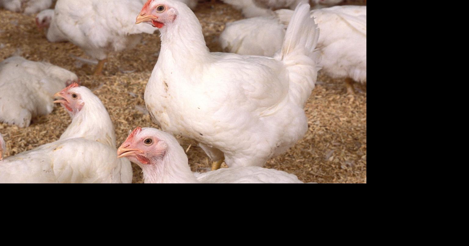 Kansas bird flu outbreak is worst in nation | Trusted News Source for ...
