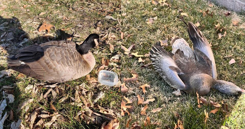 Geese reportedly dropping from sky as bird flu pops up in Kansas and ...