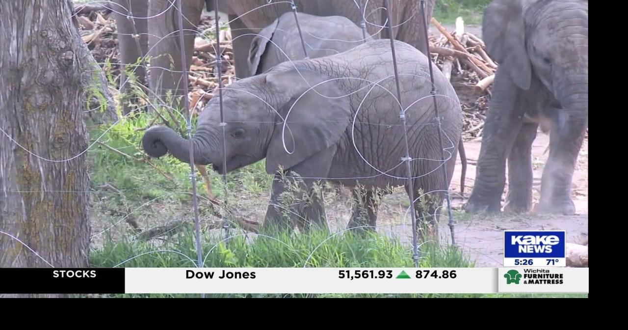 Sedgwick County Zoo invites community to celebrate elephant calf Asali ...