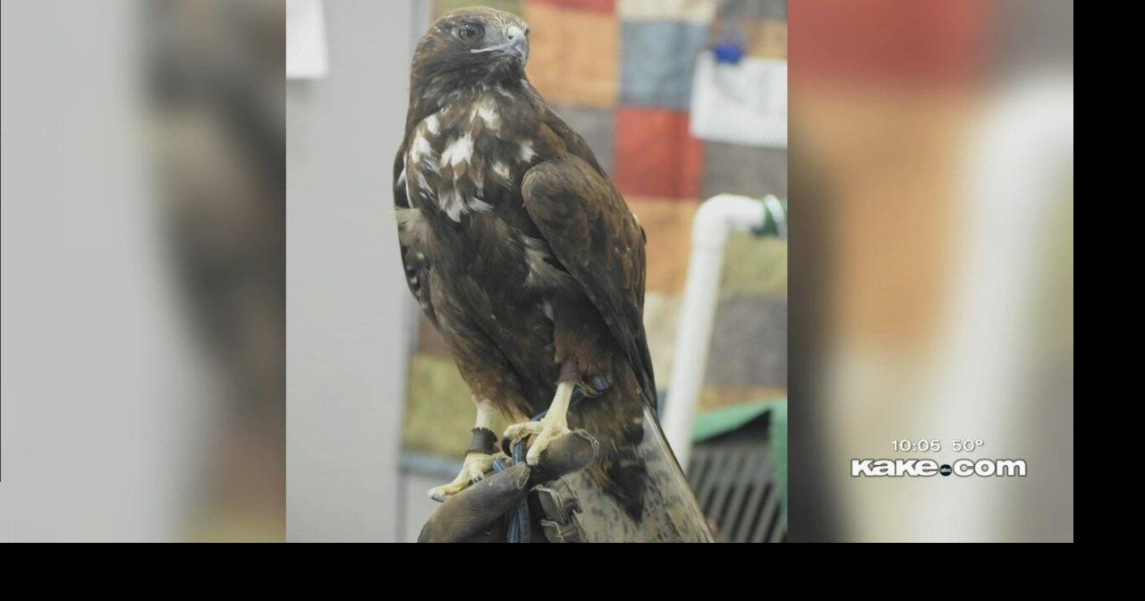 Midwest Avian Foundation says it's missing its Red Tailed Hawk ...