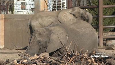 baby elephants sedgwick county zoo