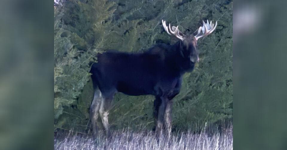 Moose spotted roaming fields in north central Kansas | Trusted News ...