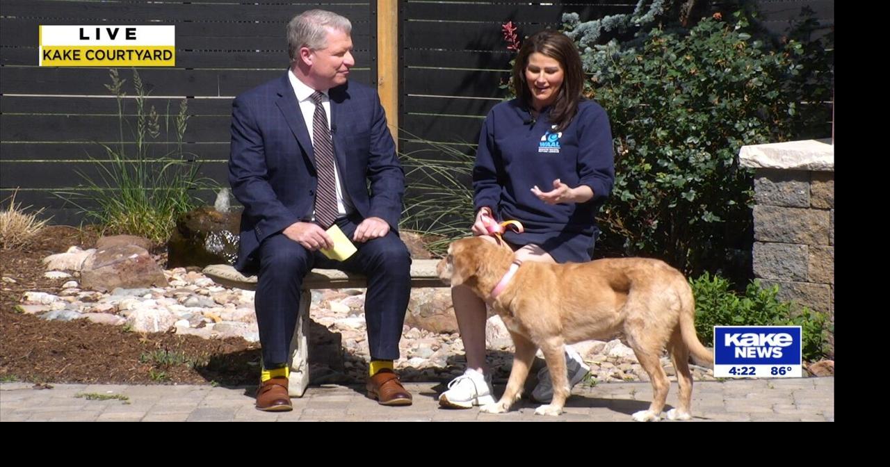 WAAL Pet of the Week: Kaya | Video | kake.com