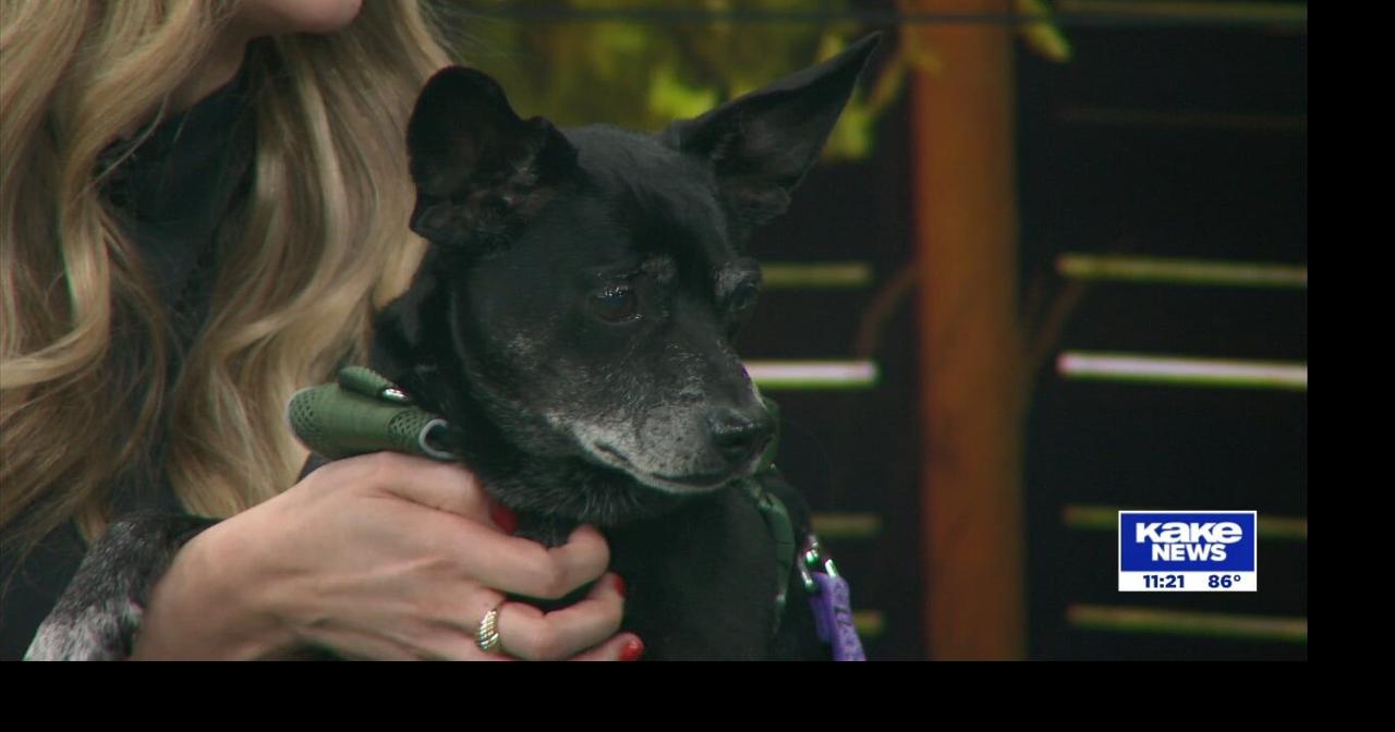 Pet Pals with Harley | KAKE Guests | kake.com