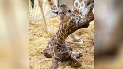 Lee Richardson Zoo celebrates birth of a baby reticulated giraffe the ...