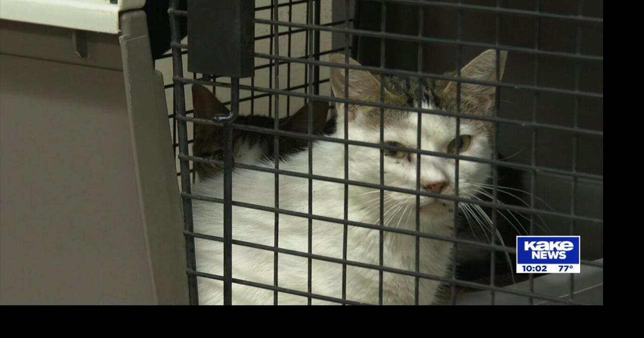 28 cats and kittens rescued at suspected hoarding home in Augusta ...