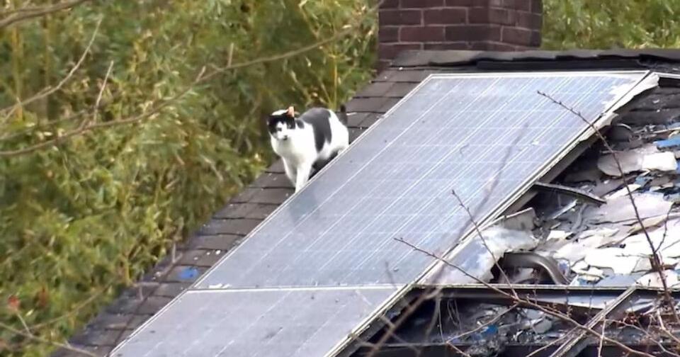 Animal sanctuary owner, about 100 cats die in fire, officials say ...