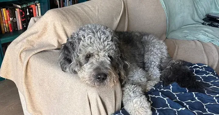 Police fatally shoot family’s dog while responding to a call of a ...