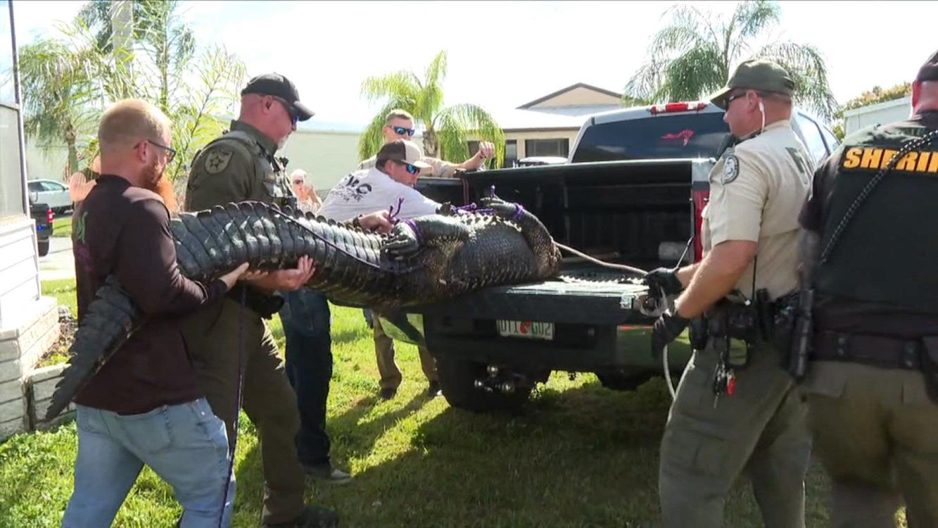 85-year-old woman killed after incident with alligator in southeast ...