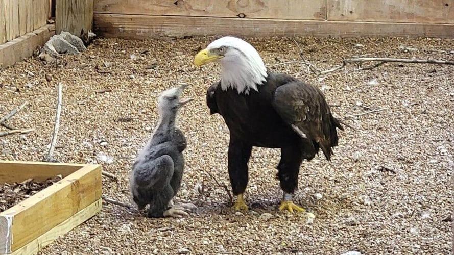 Bald eagle famous for trying to hatch rock found dead after severe ...