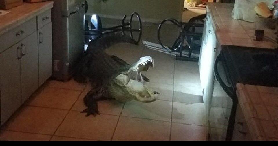 Woman wakes up to 11-foot gator in her home | News | kake.com