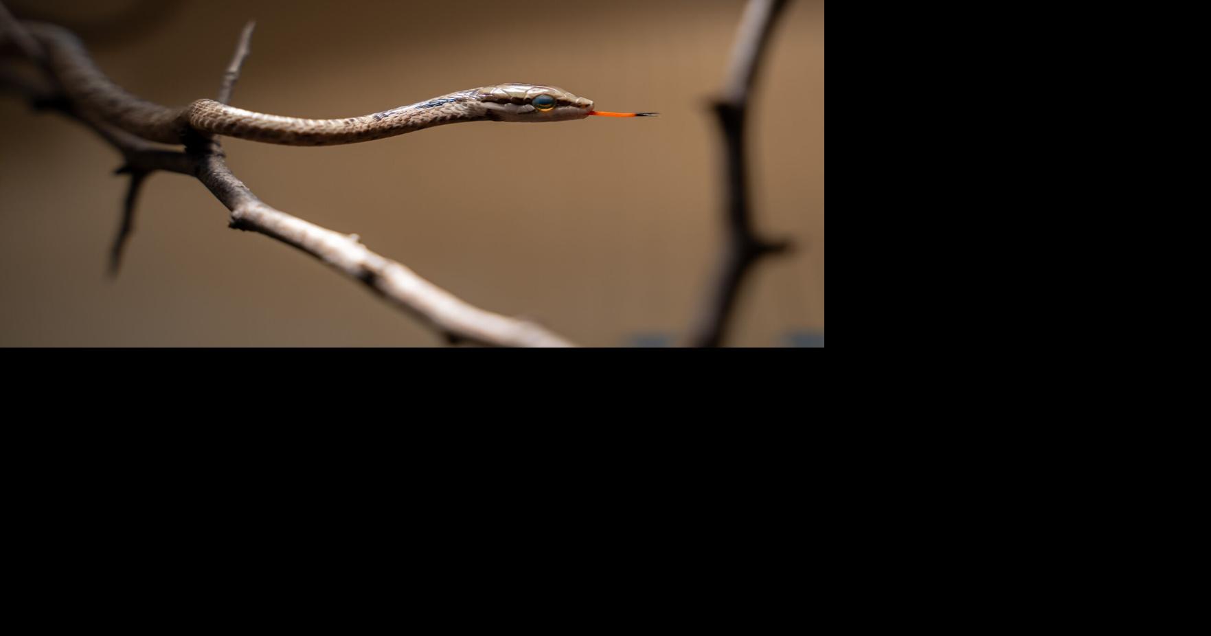 Sedgwick County Zoo announces first-ever hatching of Cape twig snakes ...