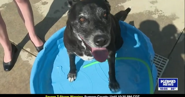 Kansas dog owners urged to protect pets from extreme summer heat ...