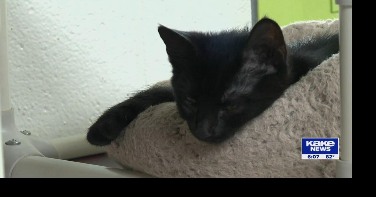 Shelters pause feline intake, overcrowding persists | Trusted News ...