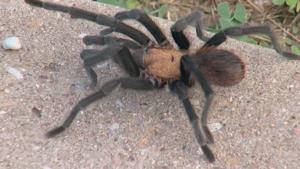 Thousands of tarantulas crawl through parts of Kansas and Colorado ...