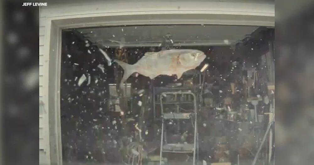 Fish falls from sky and damages couple's Tesla | Video | kake.com