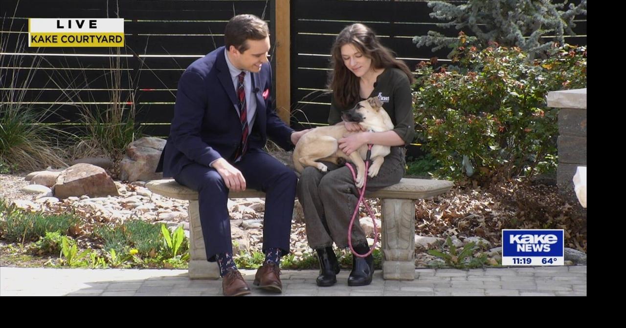 Pet Pals: Meet Primrose! | Video | kake.com