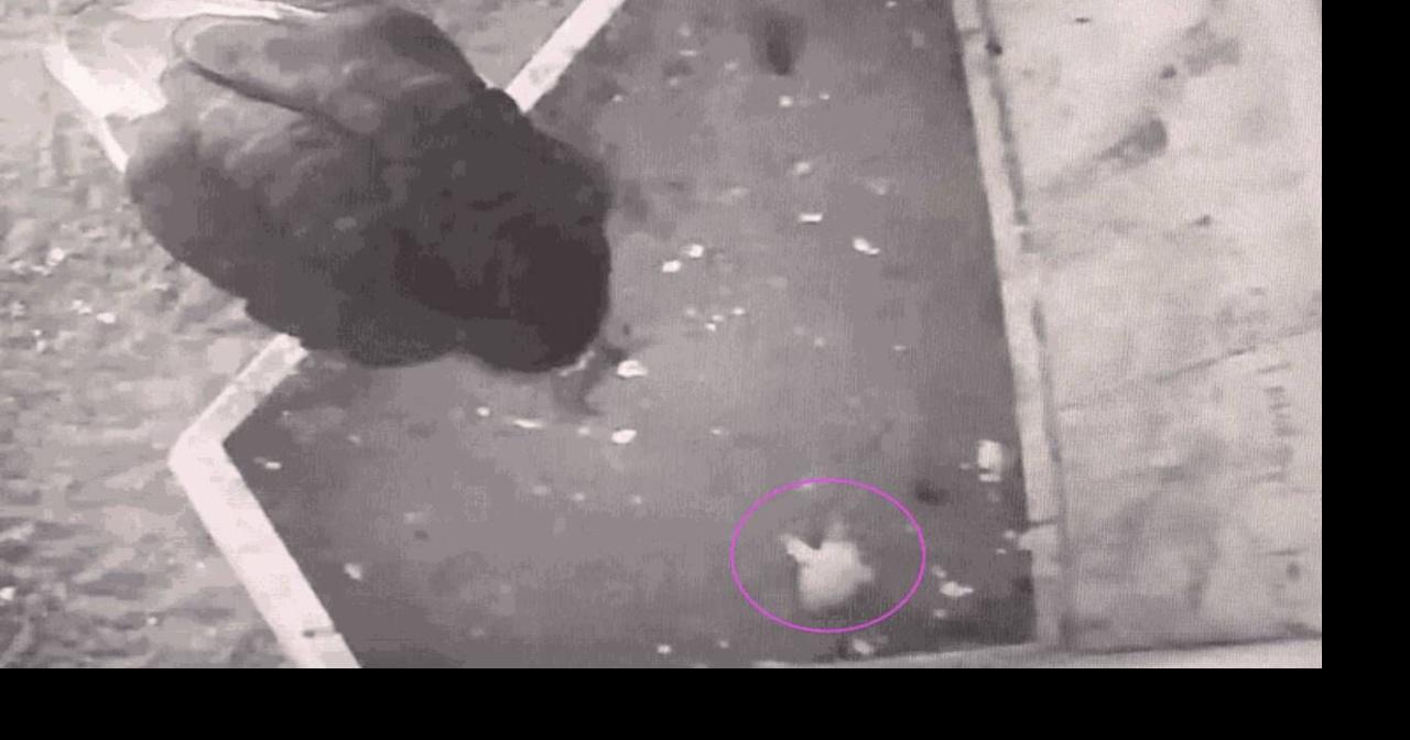 First fluffy condor chick of 2020 hatches at the Oregon Zoo, more on ...