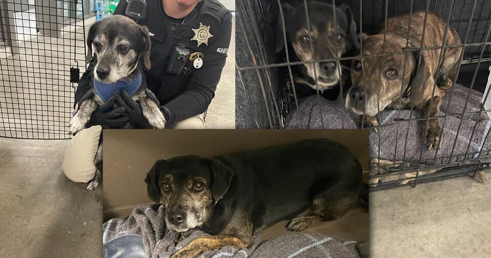 4 dogs abandoned at Kansas Turnpike service area | Trusted News Source ...