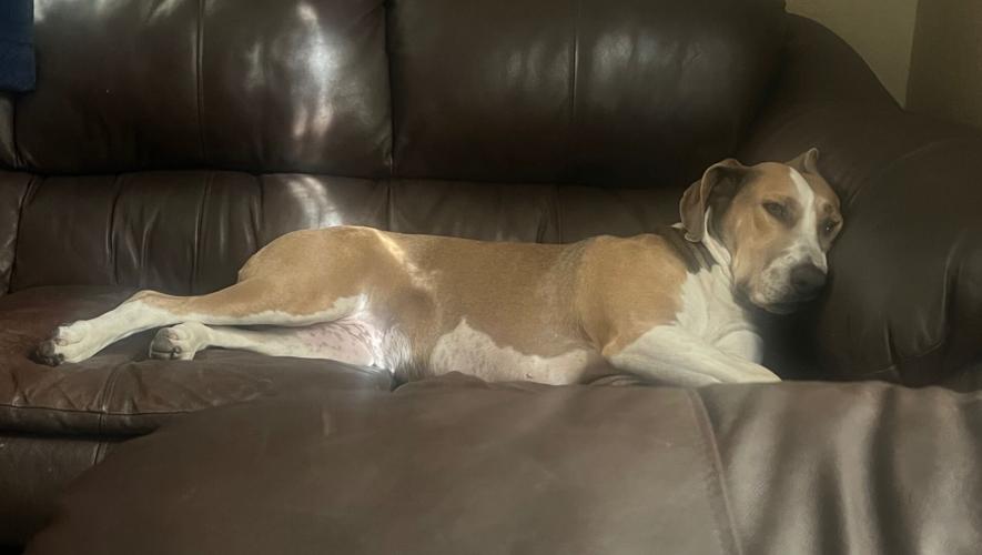 'A terrifying night:' Local dog shot amid random shooting spree in ...